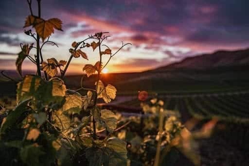 Columbia River Gorge Wineries to Visit This Summer | Carson Ridge