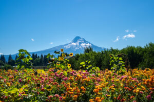 Local Guide to the Oregon Fruit Loop | Best Stops in 2025